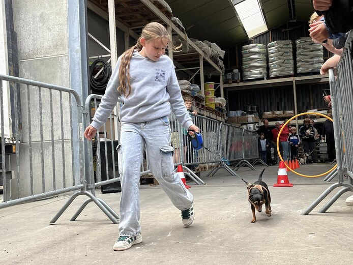 Aveve Hondenrace in Wervik doet oude traditie herleven: “Grote en ...