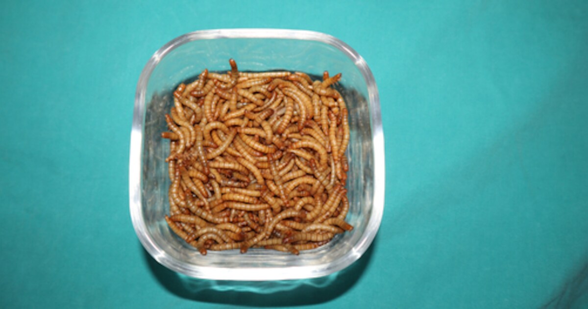 Eerste insect voor menselijke consumptie goedgekeurd in EU | Milieu ...