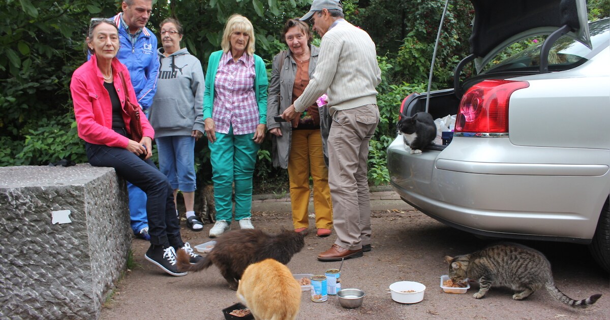 "Stad opent klopjacht op katten" | Aalst | HLN.be
