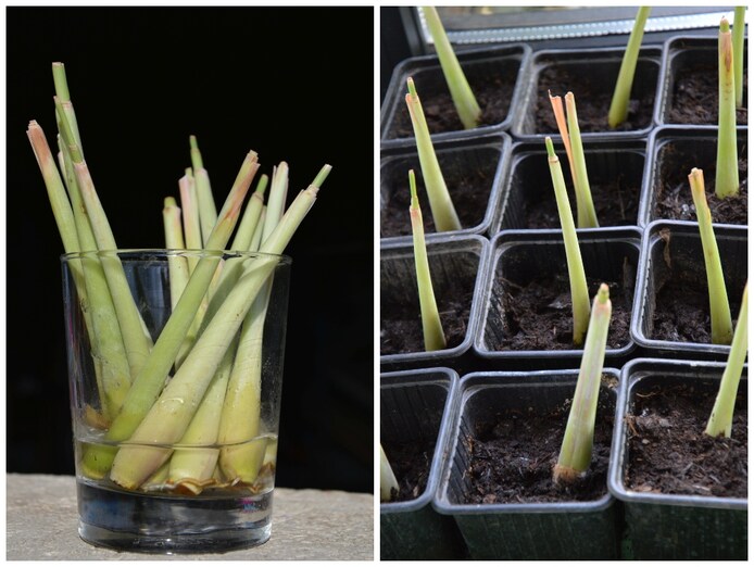 Zo kweek je gember, kurkuma of zoete aardappel in je eigen tuin | Mijn ...