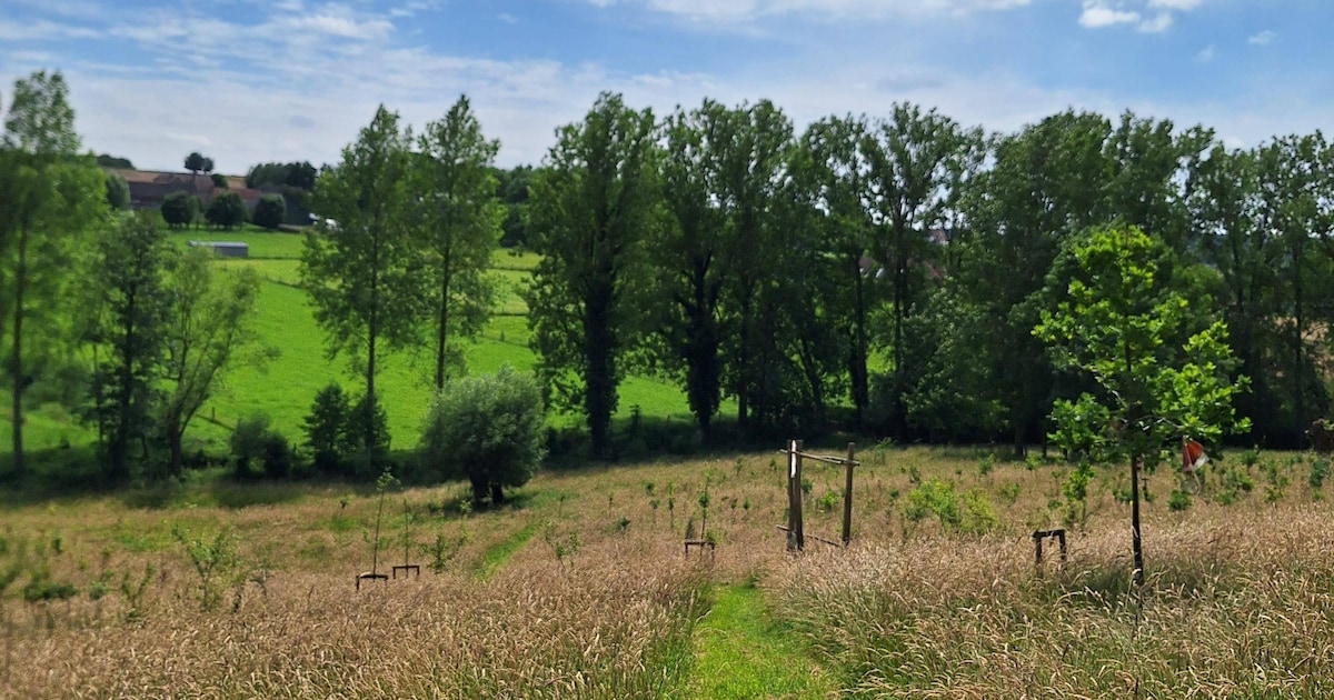 Maarkedal breidt geboortebos verder uit met vijfde boomplantactie ...