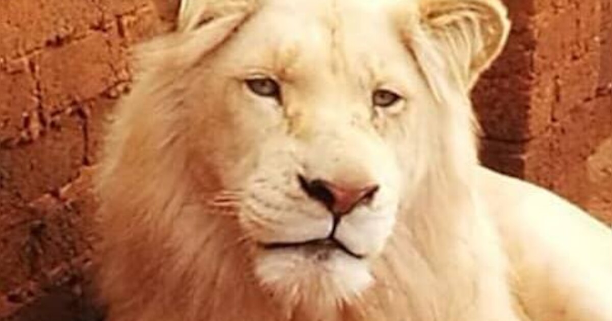 Uiterst zeldzame witte leeuw wordt geveild zodat trofeejagers hem kunnen doodschieten | Dieren ...
