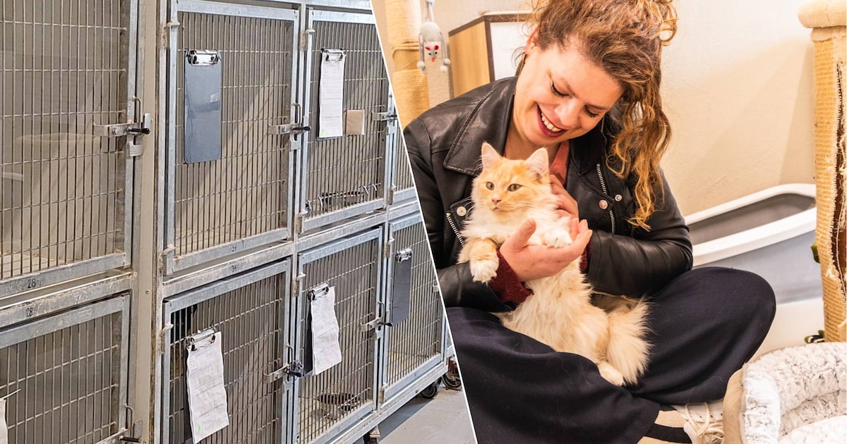 Opnieuw 12 katten uit één gezin in beslag genomen en naar dierenasiel ...