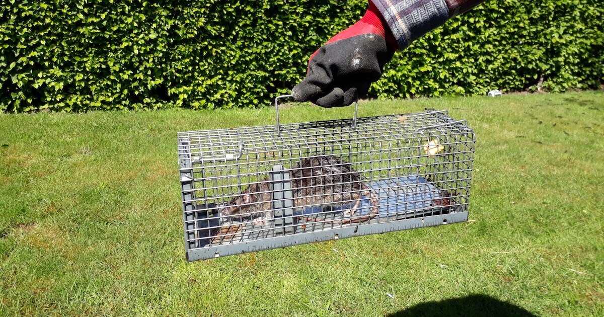 Rattenvanger pakt plaag in Watertorenstraat aan | Mechelen | HLN.be