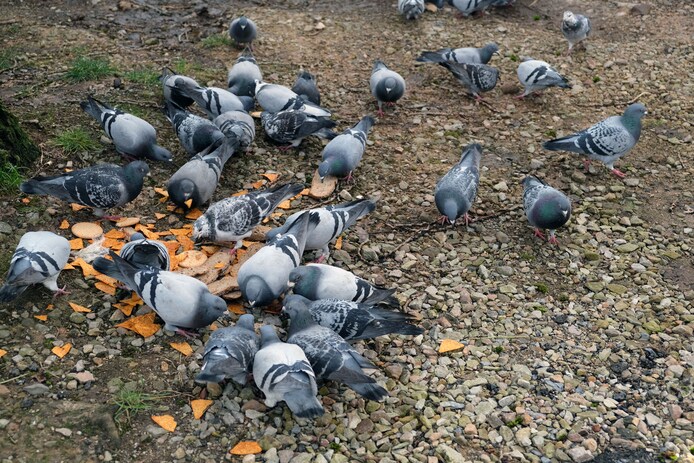 Duivenpil slaat aan: aantal stadsduiven met kwart gedaald | Willebroek ...