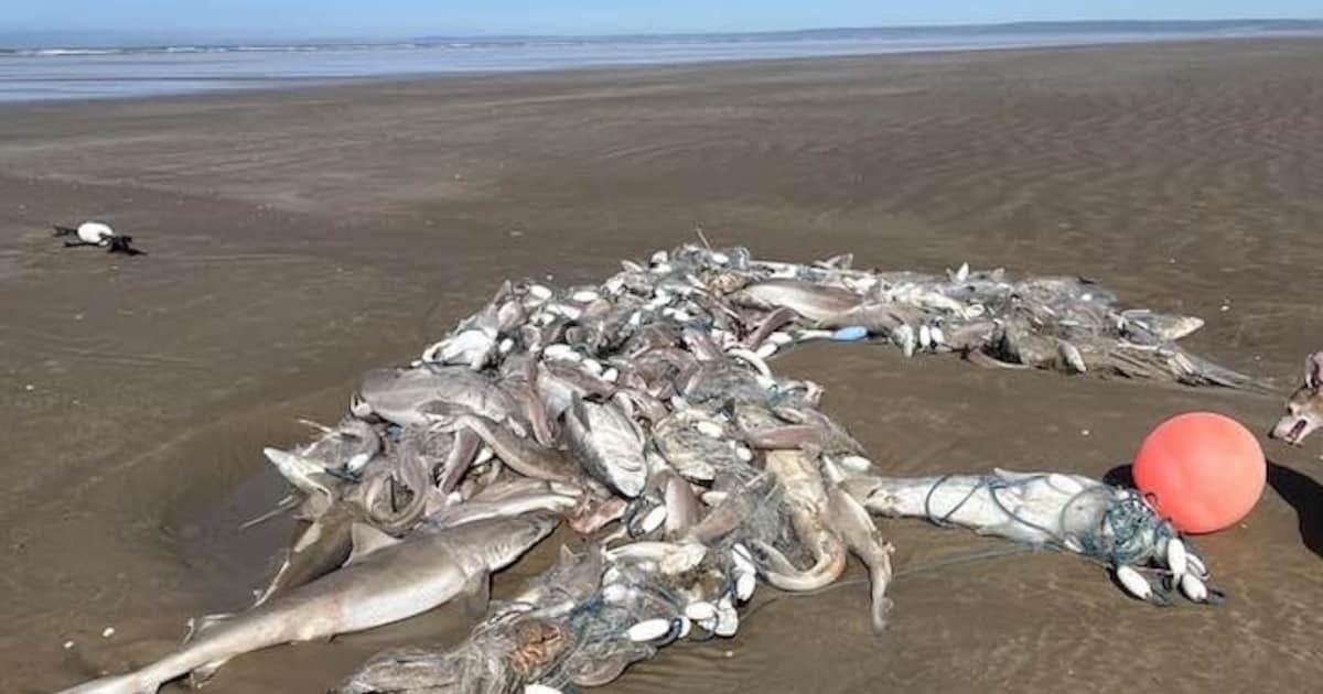 “Vreselijk om te zien”: honderden dode haaien aangespoeld op strand in ...