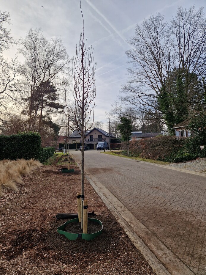 Gemeente Brecht plantte dit seizoen al 250 laanbomen: | Brecht | hln.be