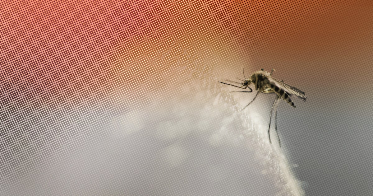 Voor het eerst muggen gevonden in IJsland door opwarming van het ...