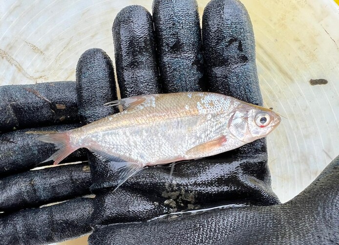 Natuurpunt brengt met schietfuiken visbestand in Rupel en Schelde in ...