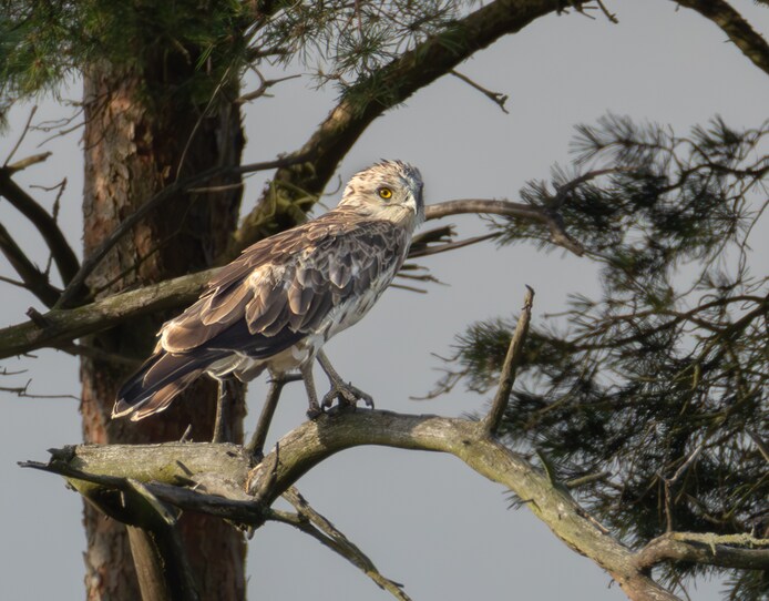 Slangenarend laat zich spotten in Kalmthoutse Heide: “Al ‘biddend ...