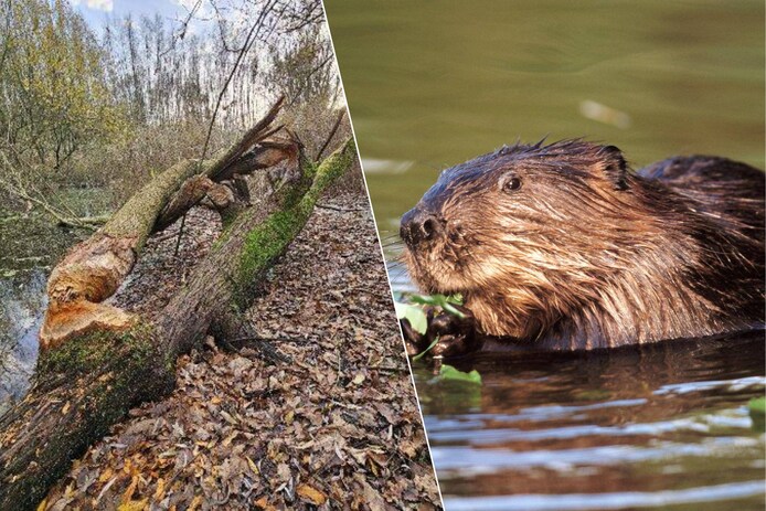 Bever duikt opnieuw op in natuurgebied Maaienhoek: “Iets om trots op te ...