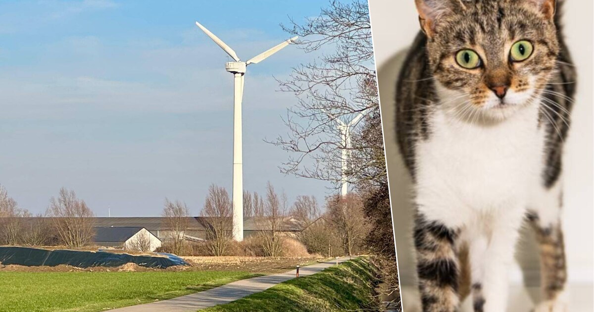 Ook twee katten besmet met vogelgriep: “Eerste keer dat zoiets gebeurt ...