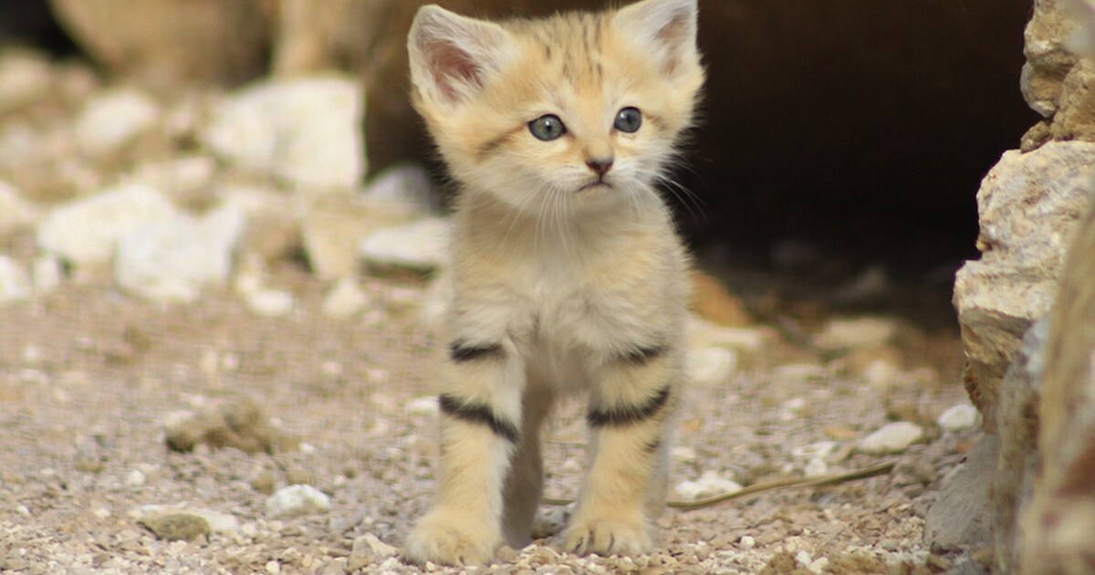 Cute: deze katten blijven er voor altijd kitten uitzien | Joepie | HLN.be