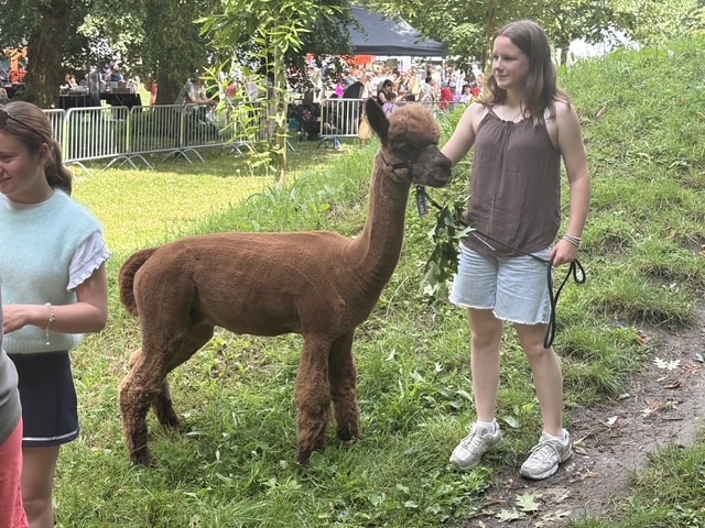 IN BEELD. Van schapen scheren tot wandelen met alpaca’s: dit was ...