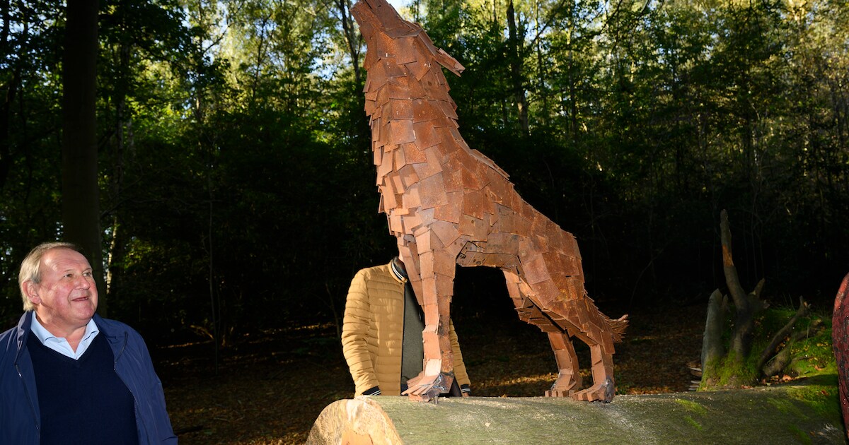 Indrukwekkende wolf in cortenstaal verwelkomt voortaan bezoekers van natuurgebied Het Rood ...