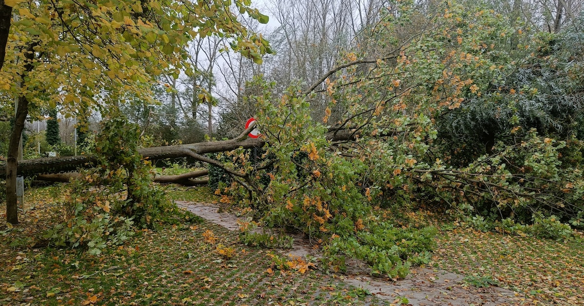 Domein aan Mariagrot afgesloten nadat twee bomen omwaaien | Sint ...