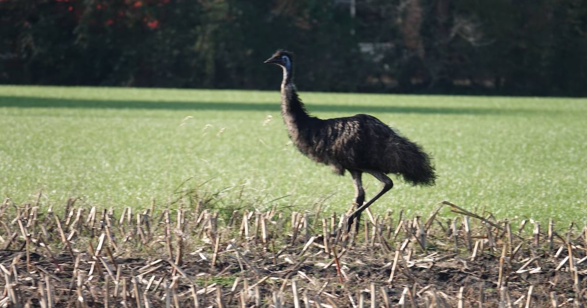 Hulpdiensten jagen op ontsnapte emoe | Hoegaarden | HLN.be