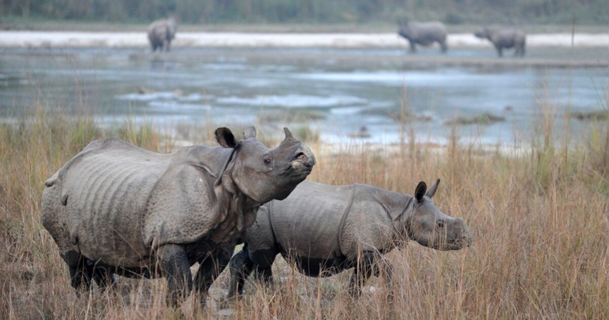 Neushoorntelling in Nepal wordt bemoeilijkt door aanvallen van tijger ...