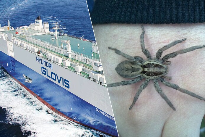 Schip met gloednieuwe wagens dan toch weer vertrokken na spinnenplaag ...