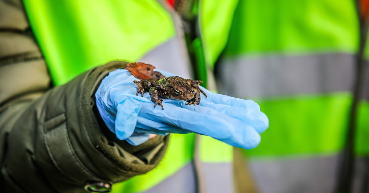 Paddenoverzet Aalter breekt Oost-Vlaams record | Aalter | hln.be