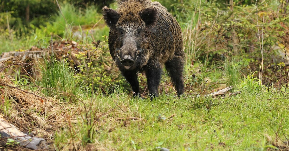 Jager zwaargewond nadat hij wordt aangevallen door everzwijn | Nieuws ...