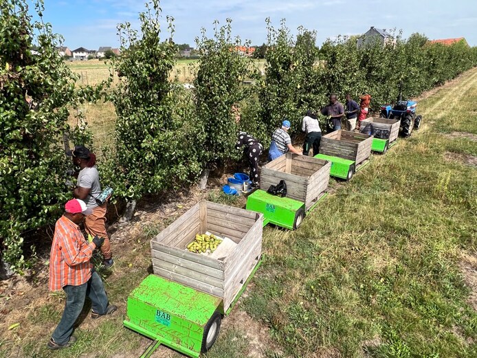 Fruitpluk op gang getrapt in het Hageland : “Wat kleiner, maar fijner ...