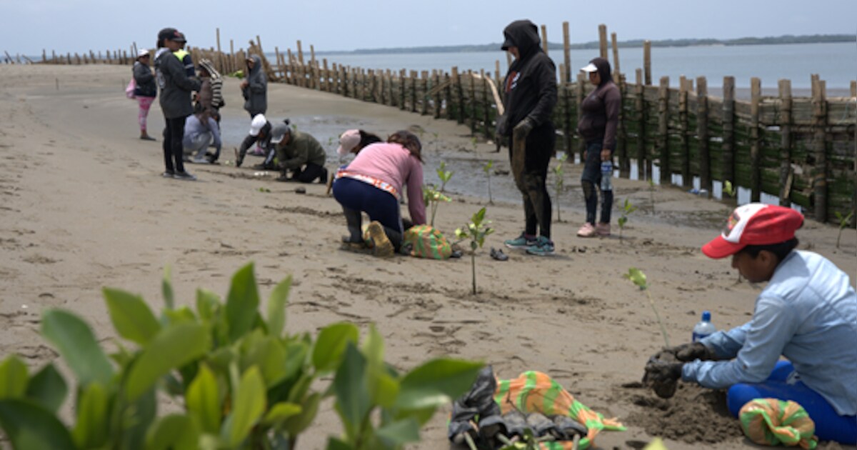 Jan De Nul legt eerste mangrove-eiland aan in Ecuador: “Mangroves zijn ...