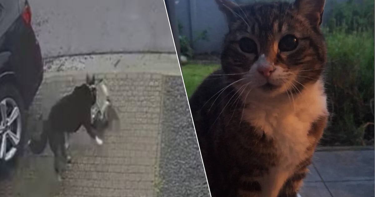 Gezin ziet op camerabeelden hoe hond aan leiband kat Sushi (18 ...