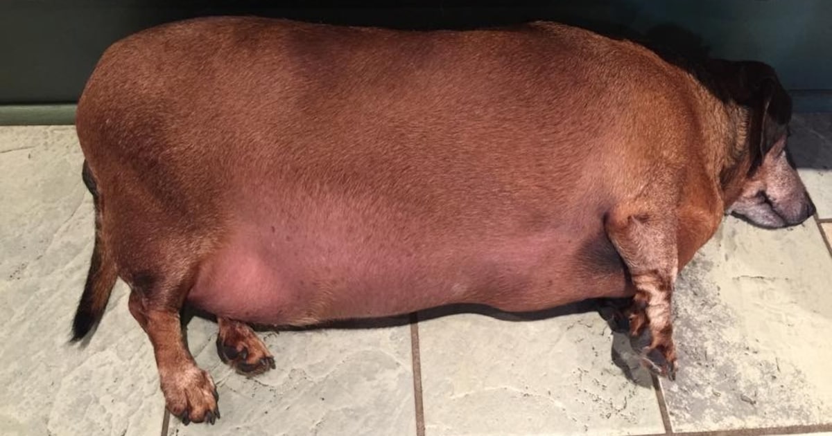 Wondertransformatie: van Fat Vincent naar Skinny Vinnie | Dieren | HLN.be