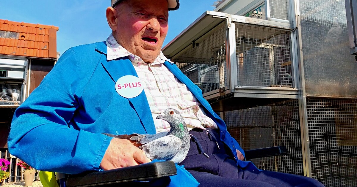 Charel (81) kan 20 jaar na herseninfarct nog eens met de duiven spelen ...