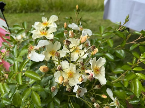 Splinternieuwe roos ‘Rosa Let it Bee’ gedoopt tijdens allereerste ...