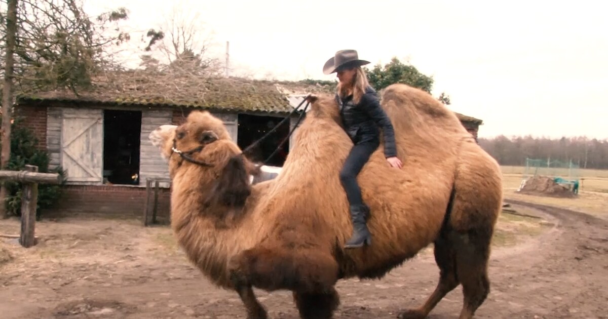 Vlaams koppel gaat niet te paard, maar te kameel: "Hij was te koppig ...