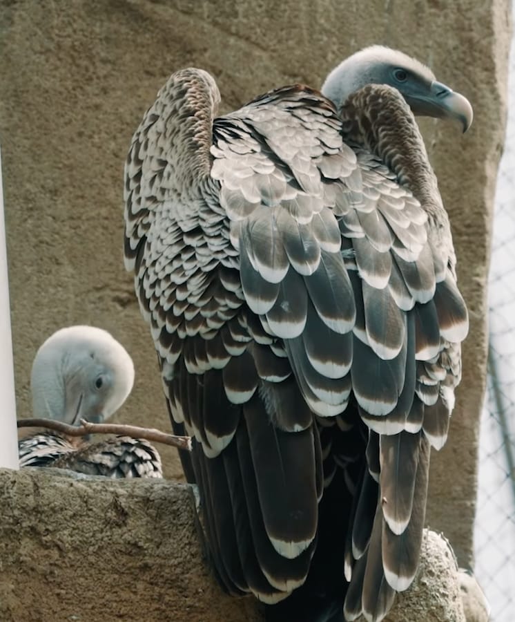 Primeur in ZOO Antwerpen: voor het eerst een Rüppells gier geboren ...