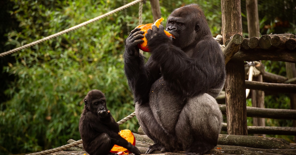 Dieren in de ZOO krijgen pompoenen voor Halloween | Antwerpen | hln.be