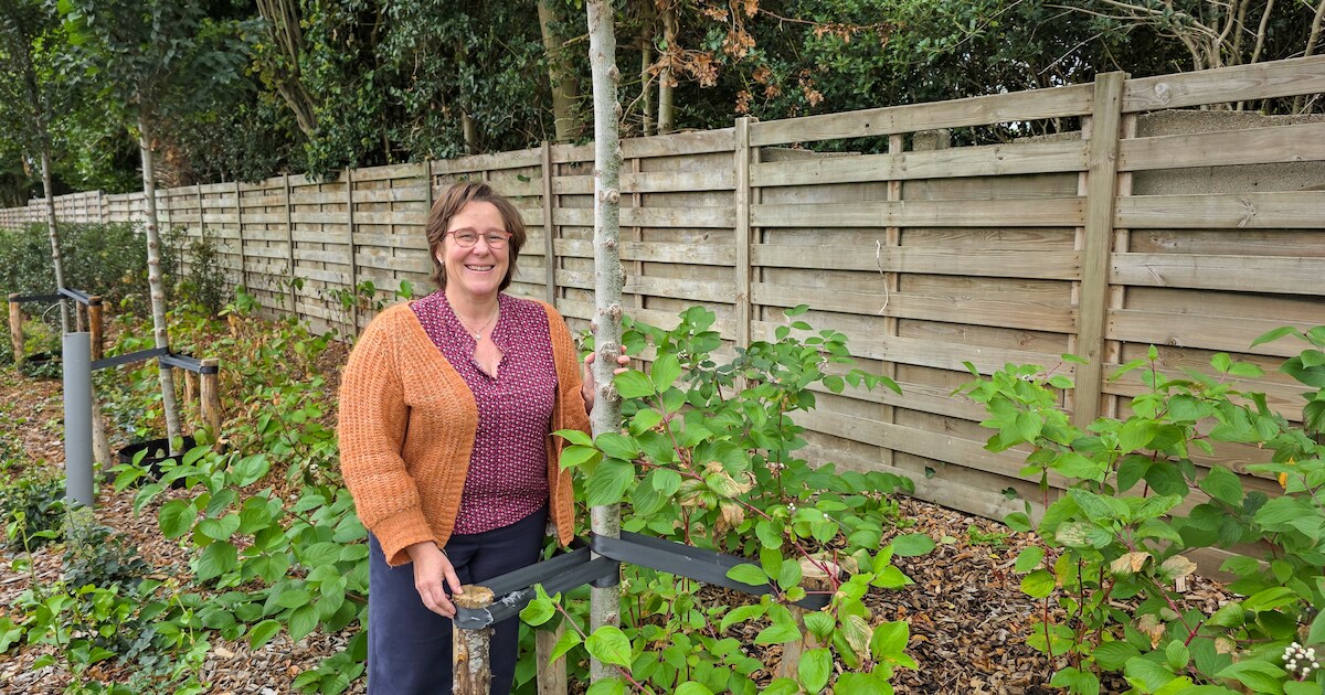 Bloeiend Berlaar-campagne voorziet gratis boom voor elke Berlaarse tuin ...