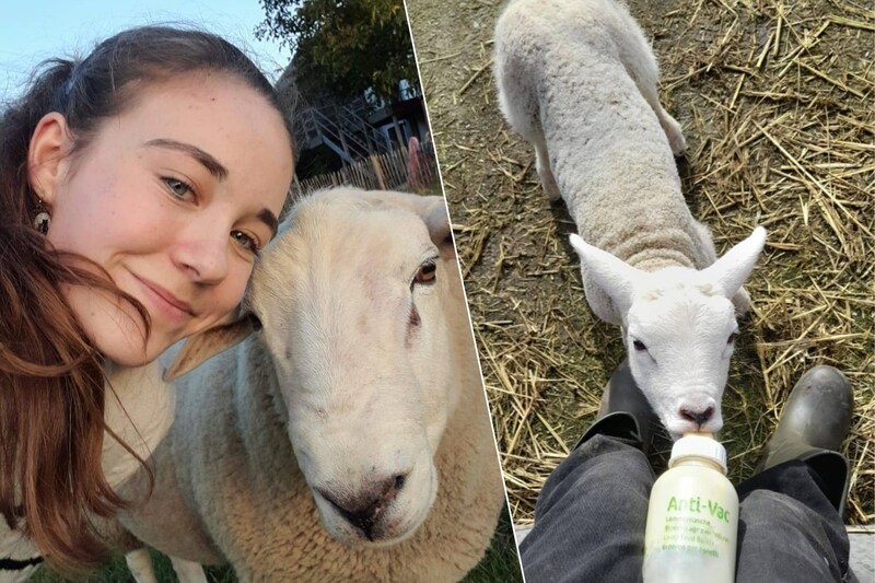 Twee waardevolle schapen gestolen uit weide in Bornem: “Thomas werd met ...