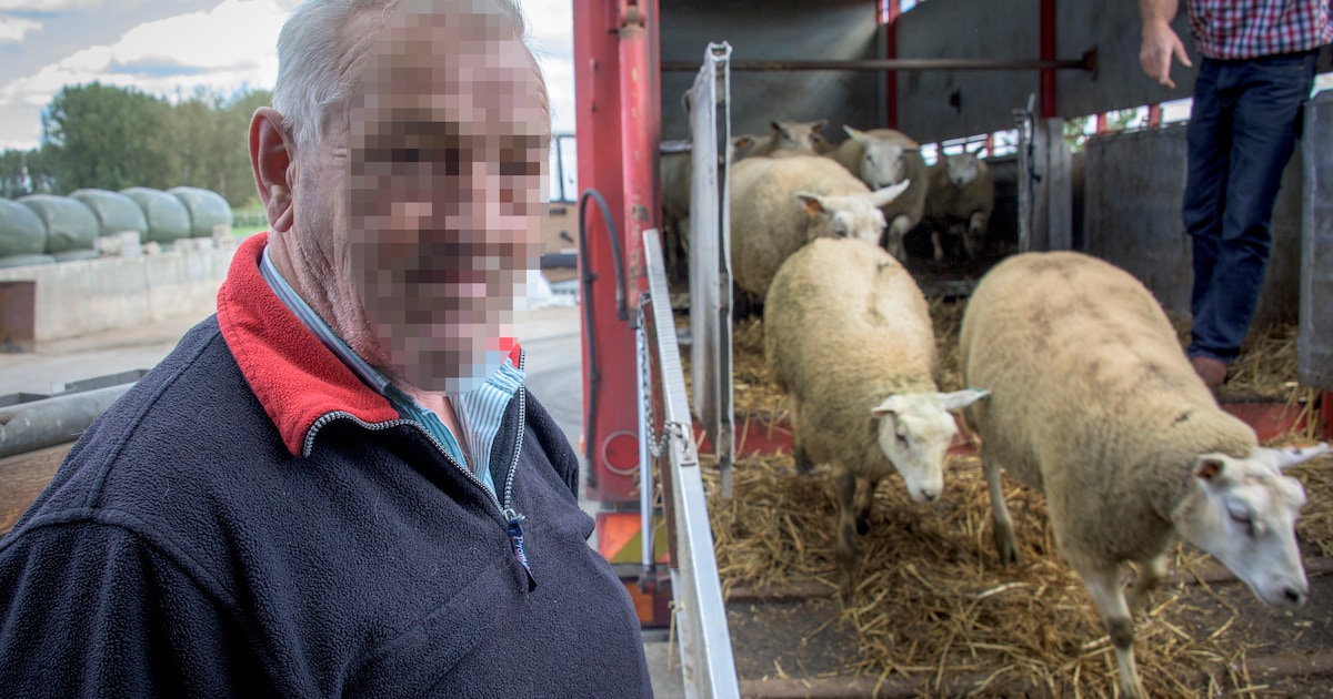 Vuile messen, bijlen en zagen, schapen die na het kelen te vlug worden ...