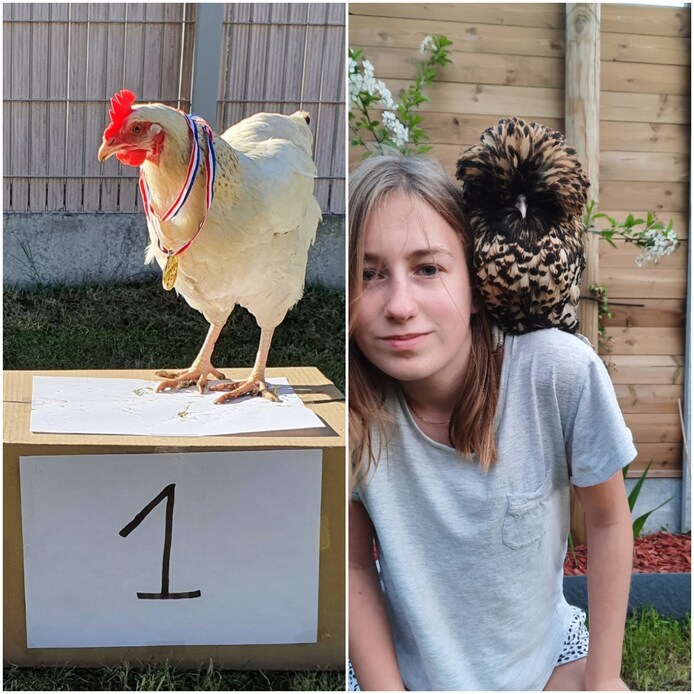 MIROM zet kippen als afvalverwerkers op ludieke manier in de kijker ...