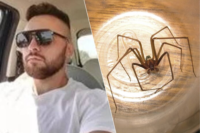 Jonge Italiaan overleden na beet van vioolspin | Buitenland | hln.be