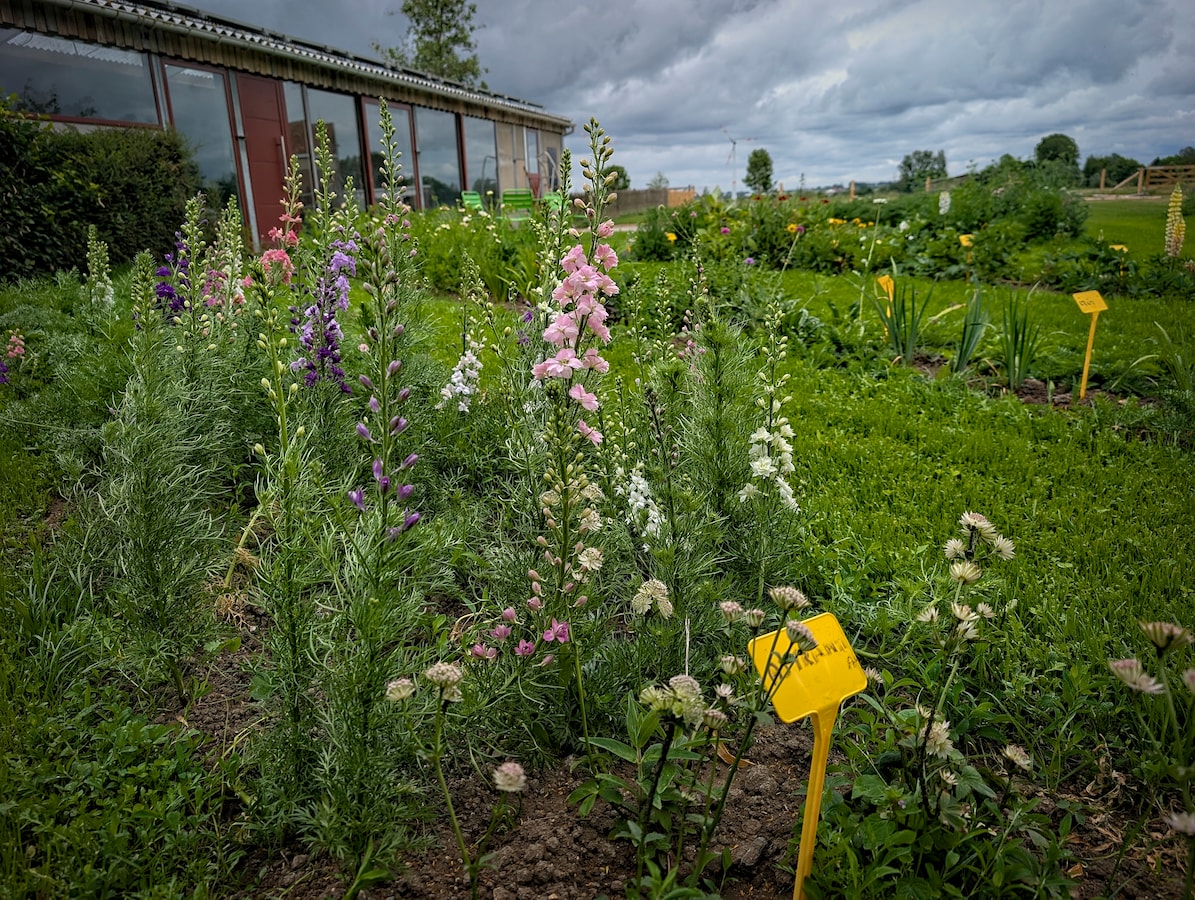 Van stal naar zomerbar: beleefboerderij Buffie’s Farm opent op 14 juni ...