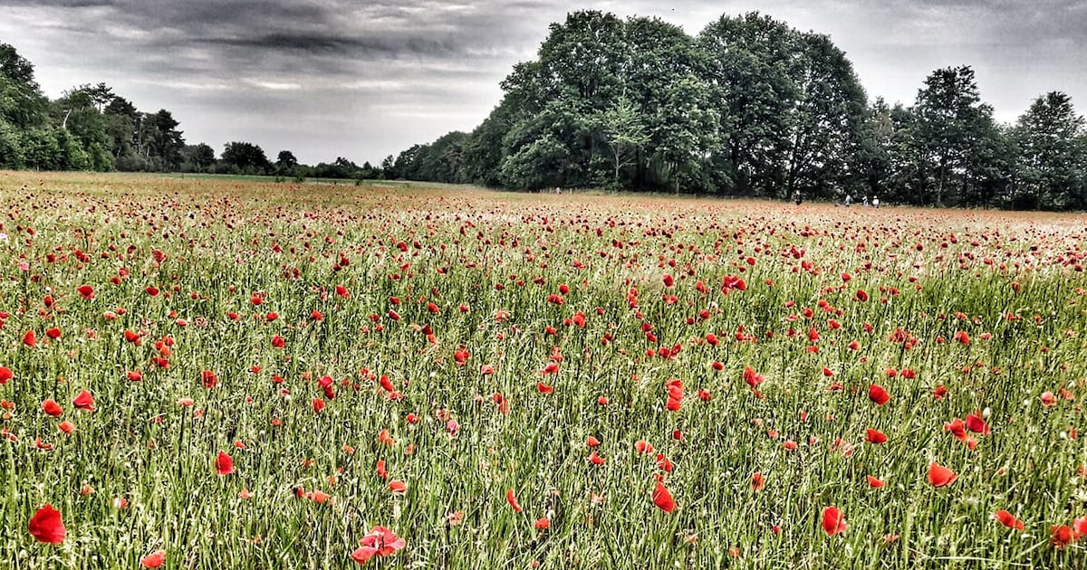 Wandelpad gecreëerd in klaprozenveld | Regio | HLN.be