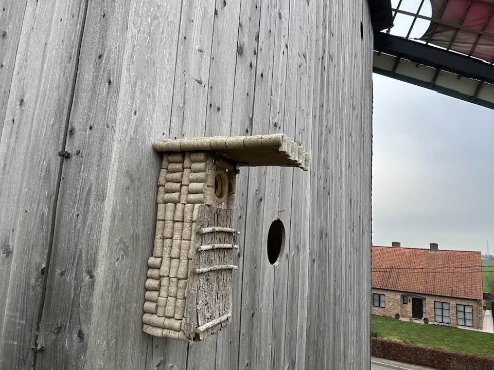 Deze groene specht heeft nood aan een wel heel riante woonplaats | Foto ...