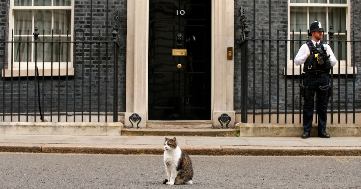 Van het asiel naar Downing Street: Larry de kat steelt al 11 jaar de ...