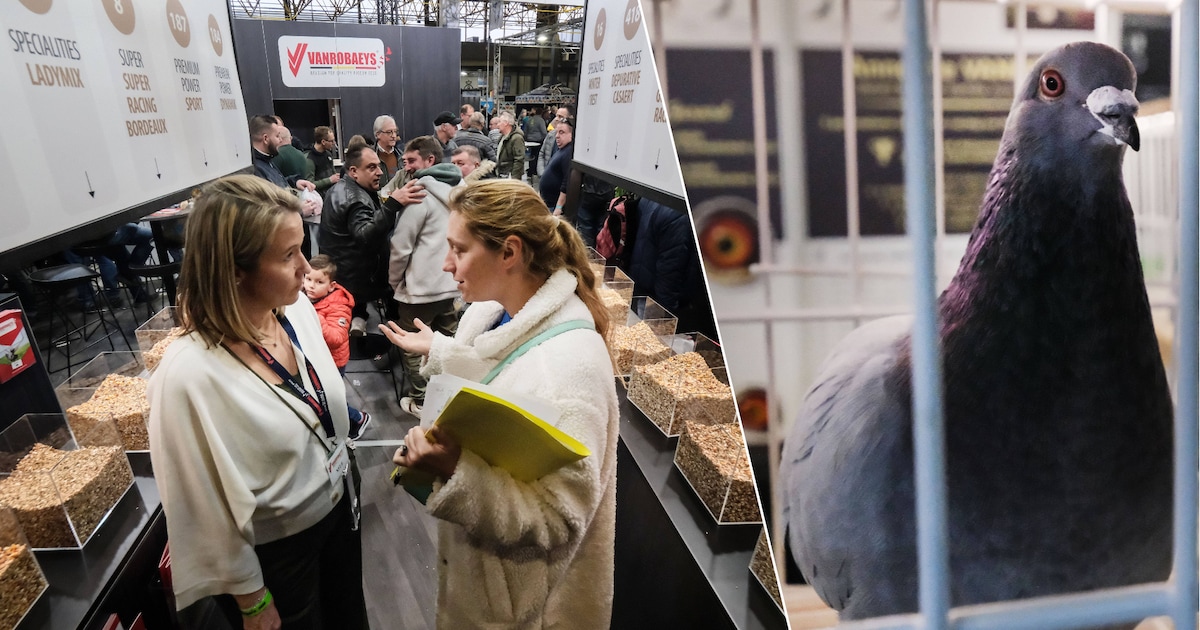 Een namiddag op Fugare, dé vakbeurs voor duivenmelkers: “Waarom zo weinig vrouwen onze sport ...