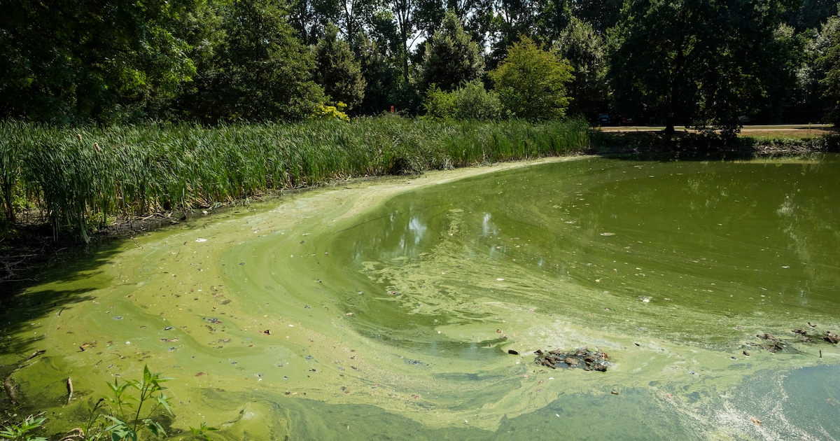 Blauwalgen aangetroffen in kanaal Bocholt-Herentals | Turnhout | HLN.be