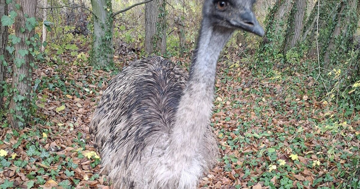 Losgebroken emoe loopt rond in natuurdomein in Landen: “Van wie is deze ...