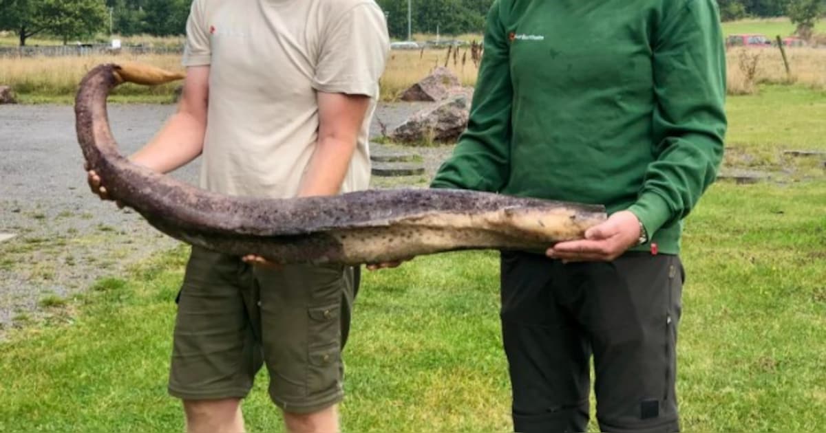 Natuurgids denkt dat hij “gigantische zeeslang” vindt, maar het blijkt ...