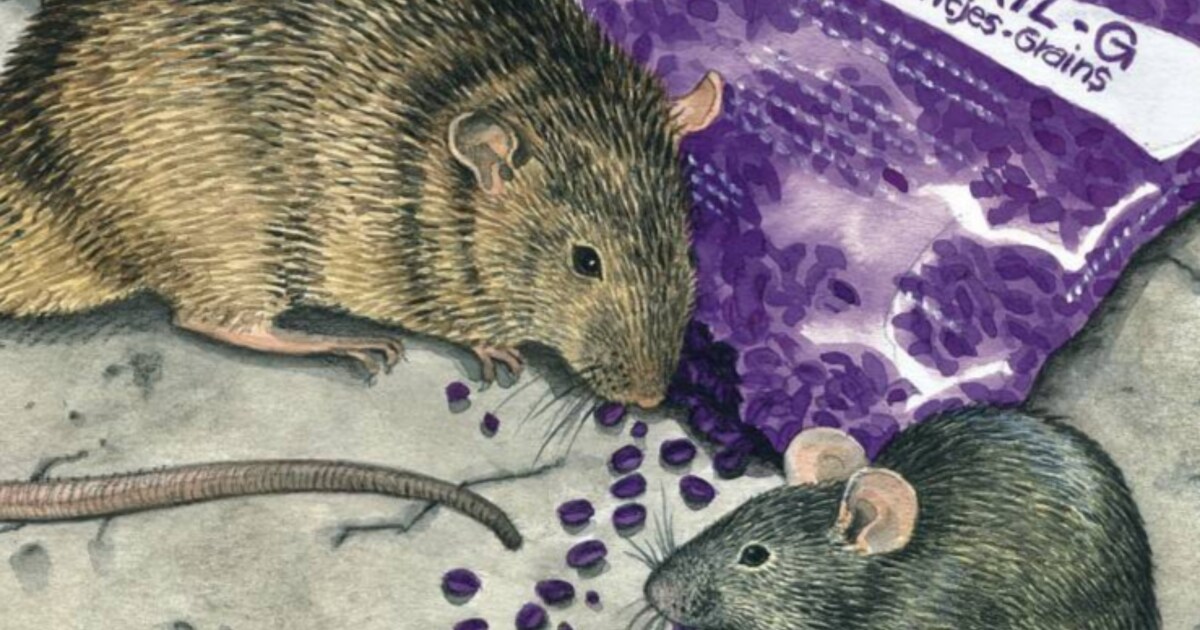 Vanaf 1 januari 2025 geen gratis rattenvergif meer | Tienen | HLN.be