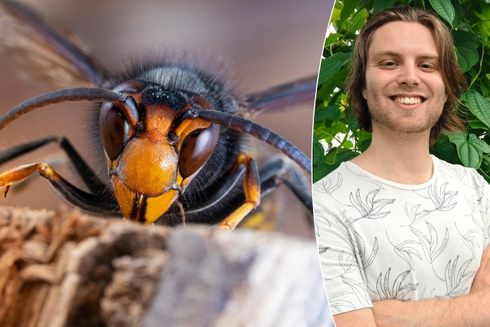 Man gereanimeerd na steken van Aziatische hoornaar: hoe gevaarlijk is ...