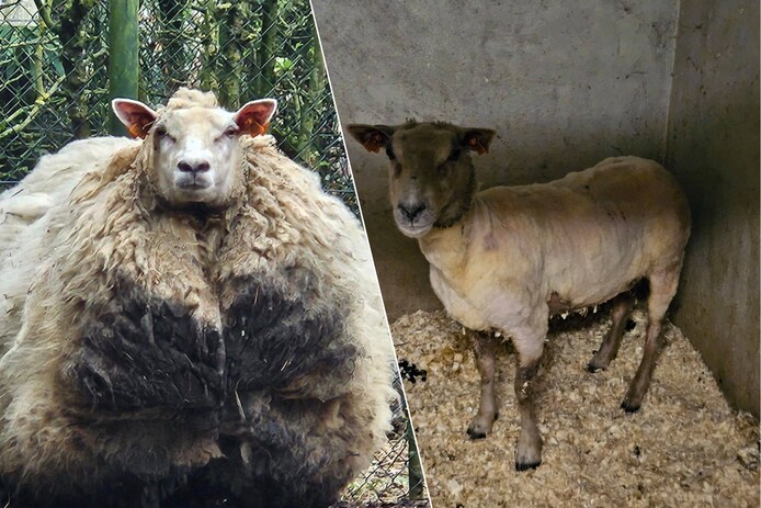IN BEELD. Verwaarloosd schaap verliest na vijf jaar eindelijk vacht ...